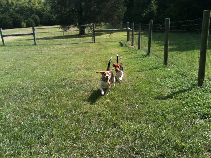 About - Waggin' Tails